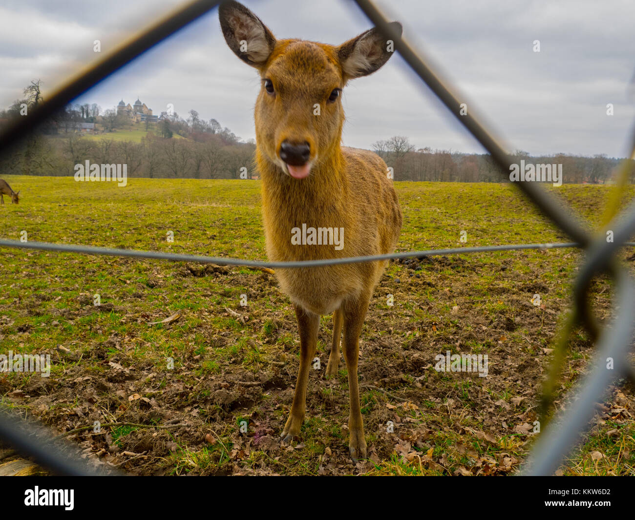 Deer behind fence hi-res stock photography and images - Alamy