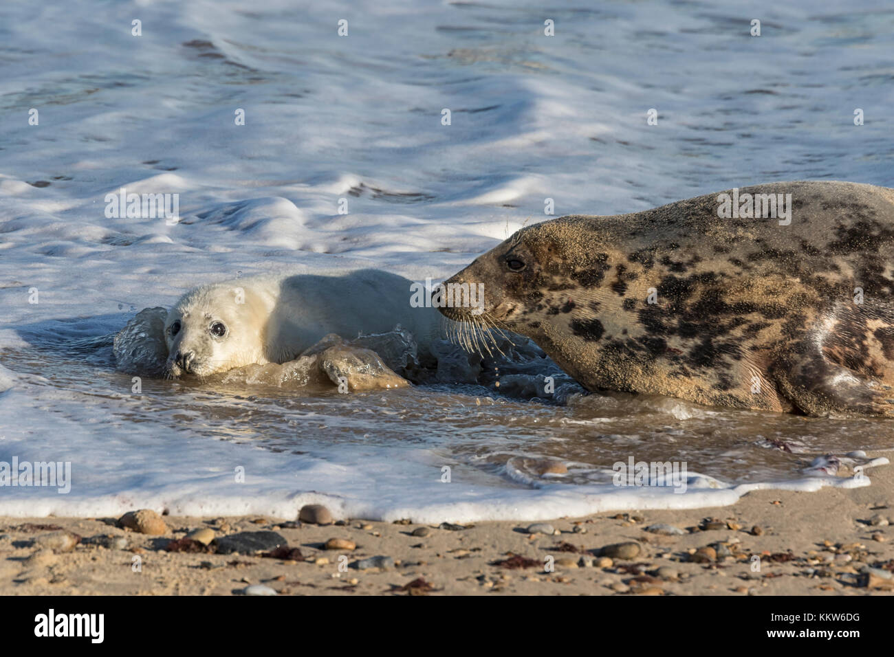 Grey Seals hauled out during the breeding season, North Norfolk beaches ...