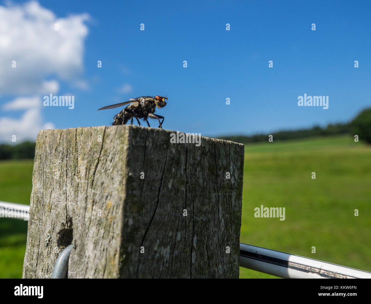 fly on a fence with landscape background Stock Photo - Alamy