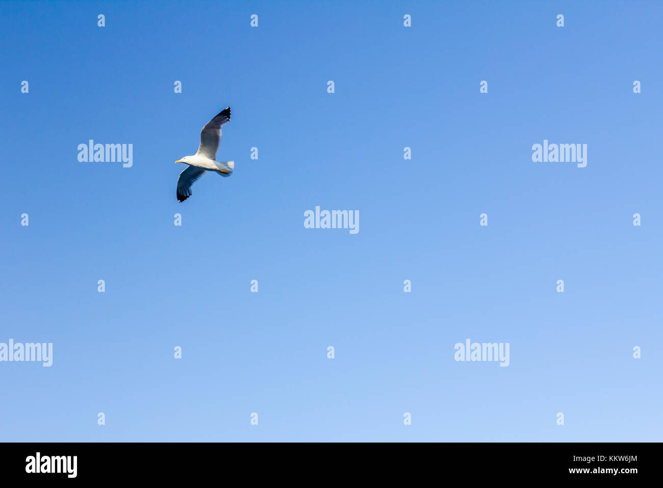 Beautiful seagull is soaring against the sunny blue sky Stock Photo - Alamy