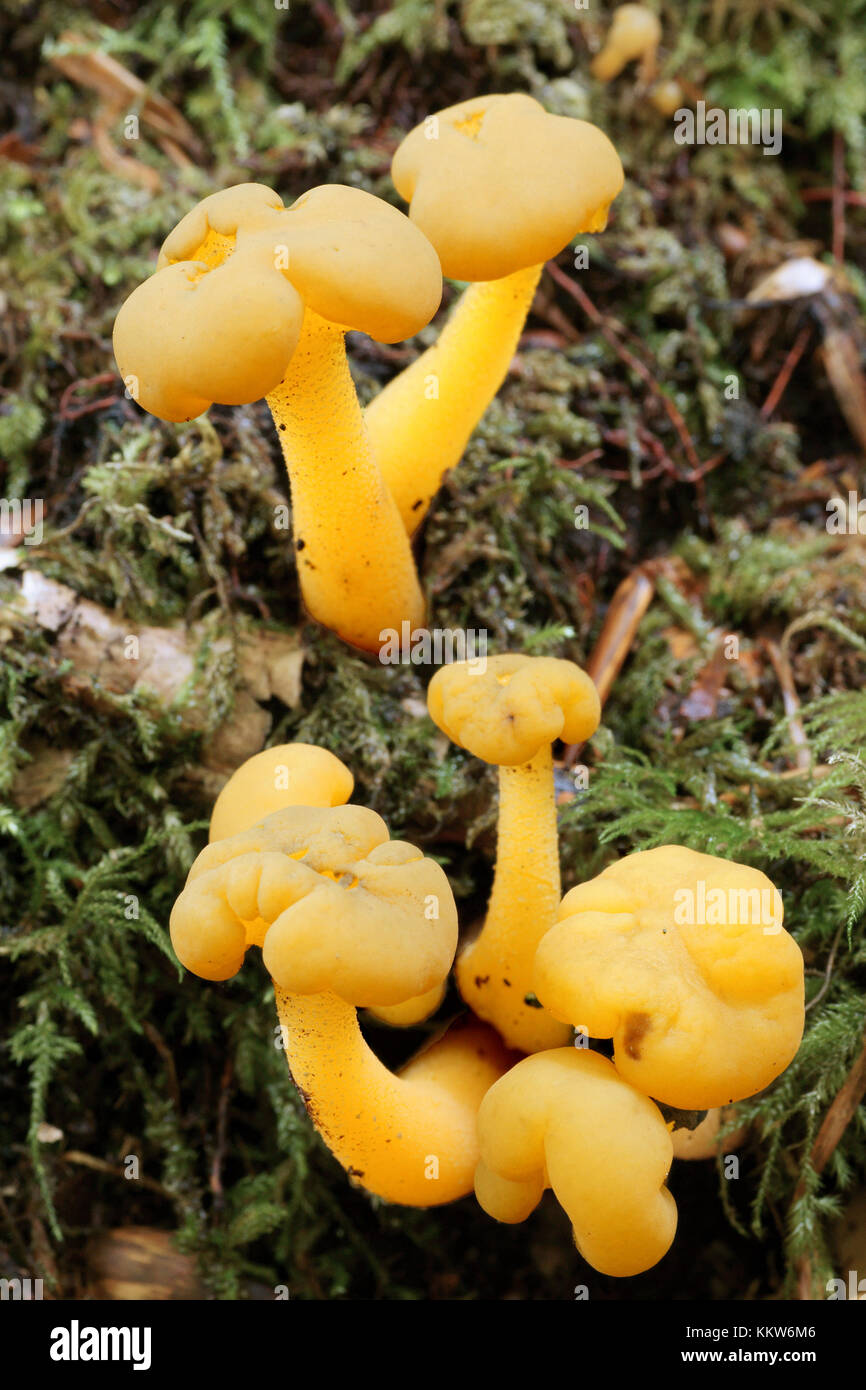 Leotia lubrica (Jellybabies Stock Photo - Alamy