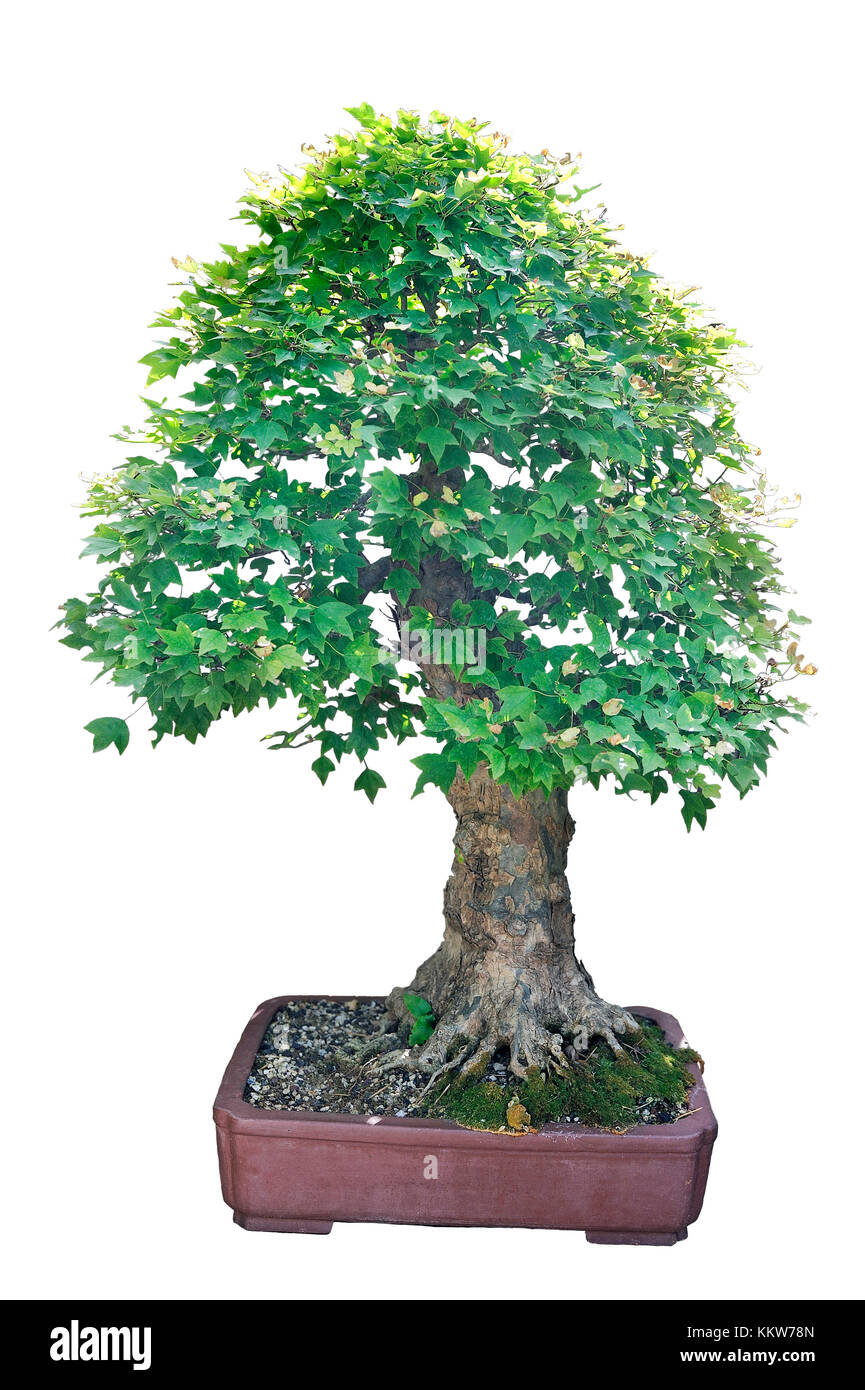 trident maple, Japanese species this tree has been worked for 17 years ...