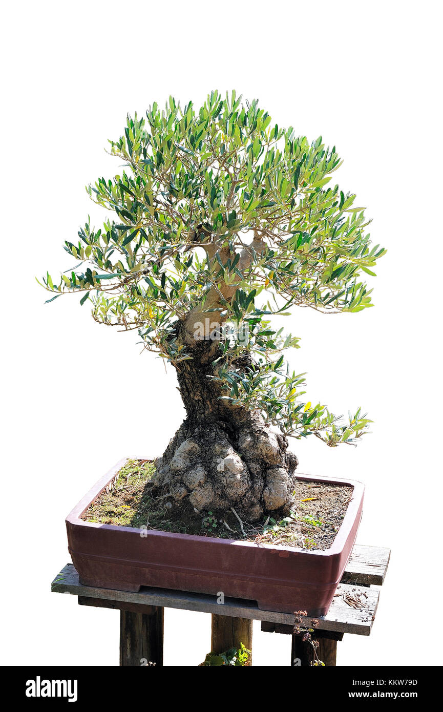Bonsai of an olive tree in pot and completely cut out on white ...