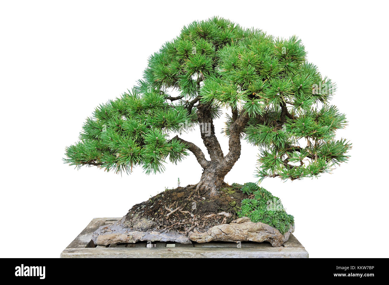 Bonsai of a pine in pot and completely cut out on white background ...