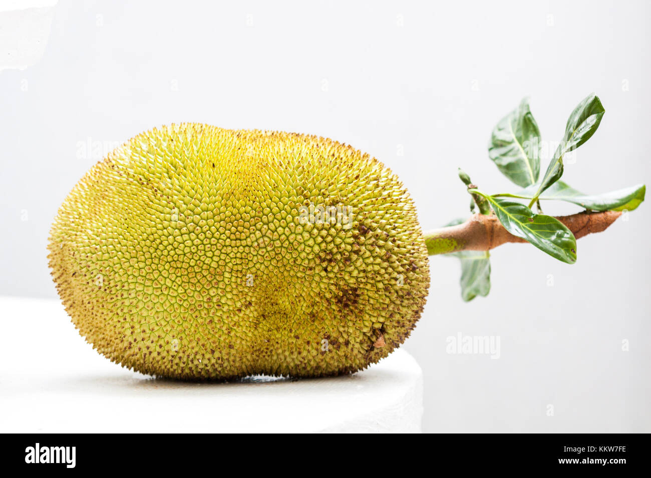 Jackfruit leaves hi-res stock photography and images - Alamy