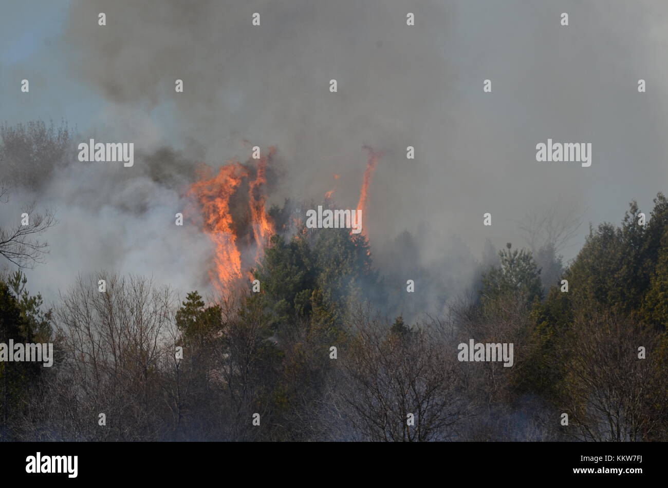 Wild fire and burning meadow grass Stock Photo - Alamy