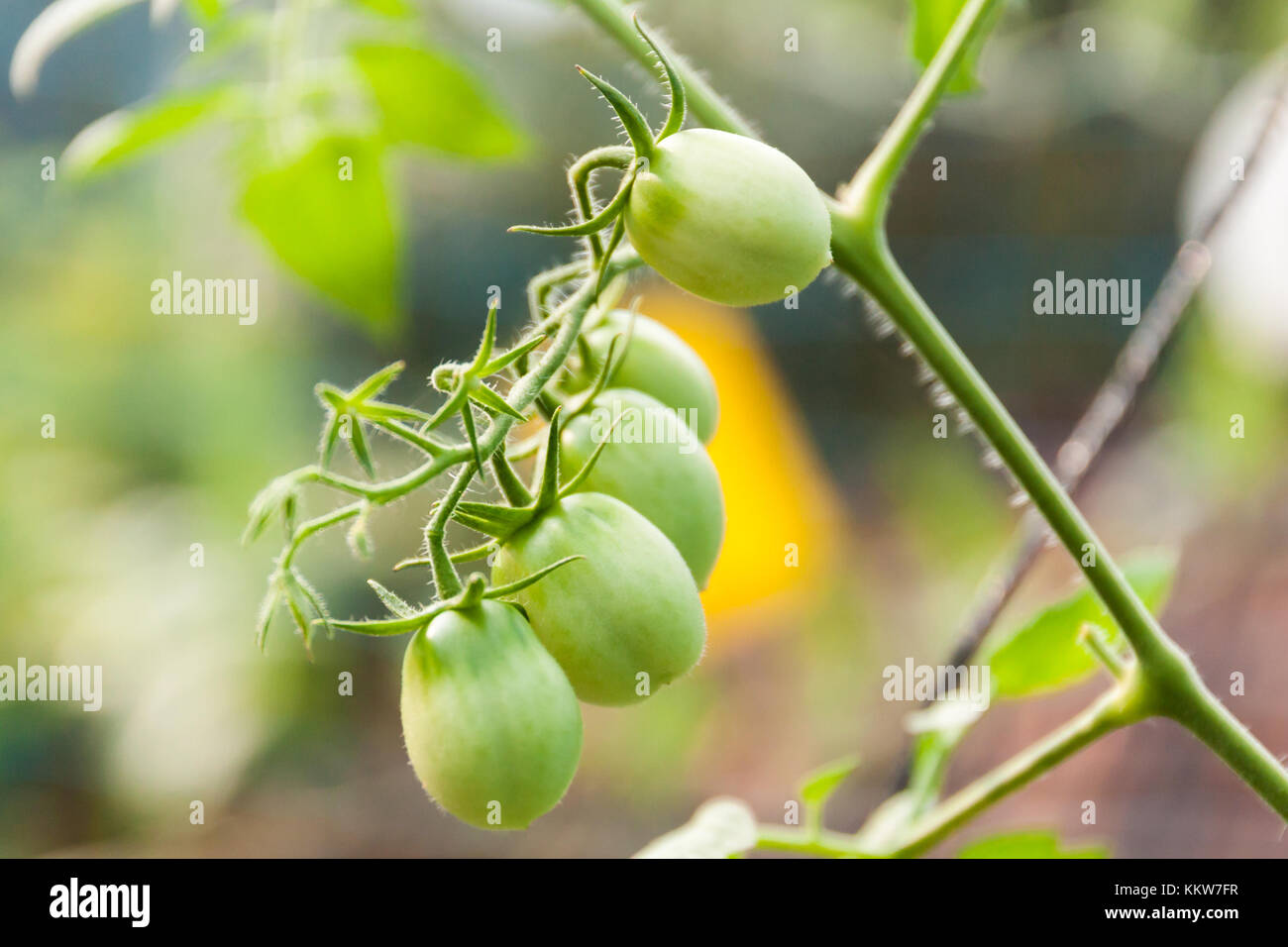 Green cherry tomatoes in vine Stock Photo - Alamy