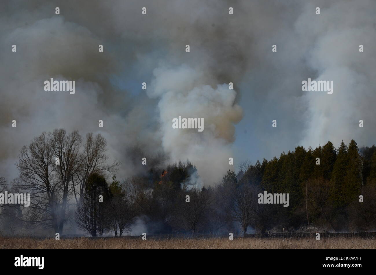 Wild fire and burning meadow grass Stock Photo - Alamy