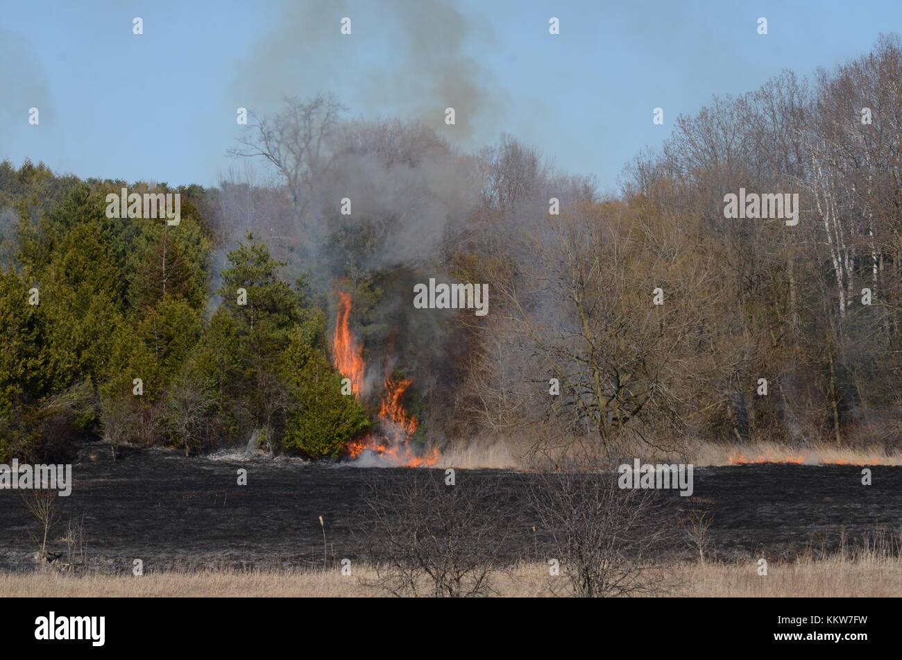 Wild fire and burning meadow grass Stock Photo - Alamy