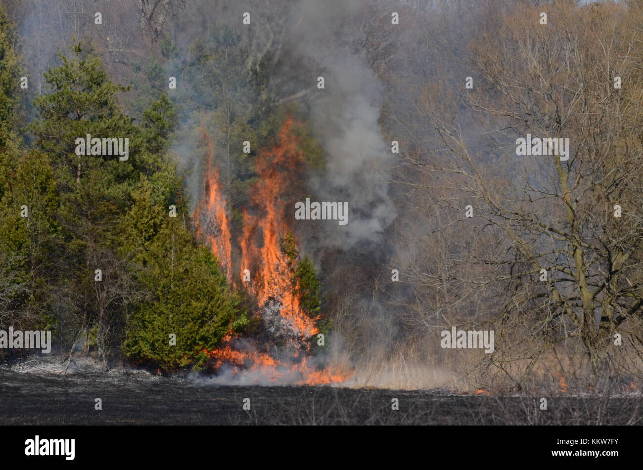 Wild fire and burning meadow grass Stock Photo - Alamy