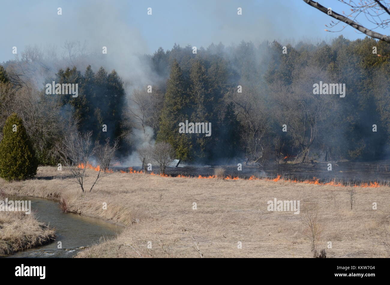 Wild fire and burning meadow grass Stock Photo - Alamy