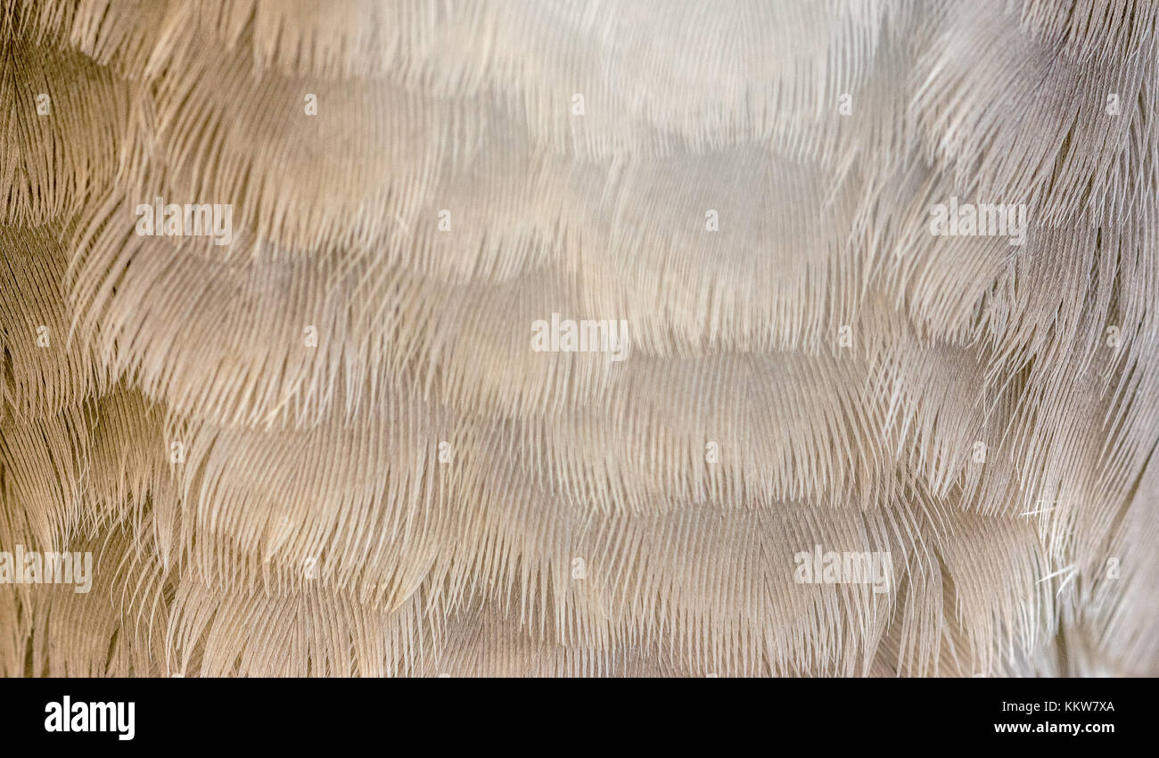 Bird feathers closeup macro, pattern and texture Stock Photo - Alamy
