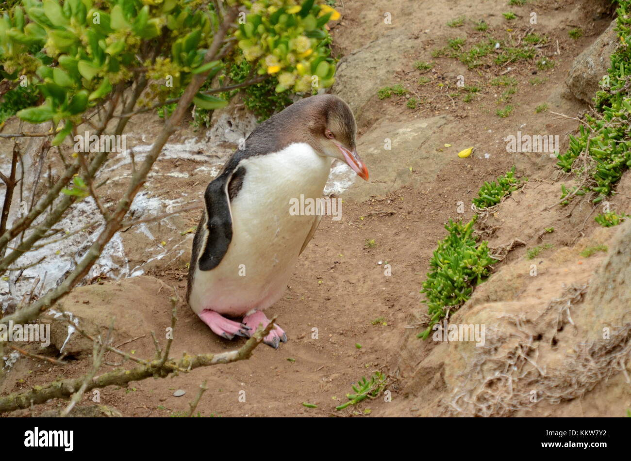 Yellow Eyed Penguin Baby Yellow Eyed Penguin Facts, Diet, Habitat
