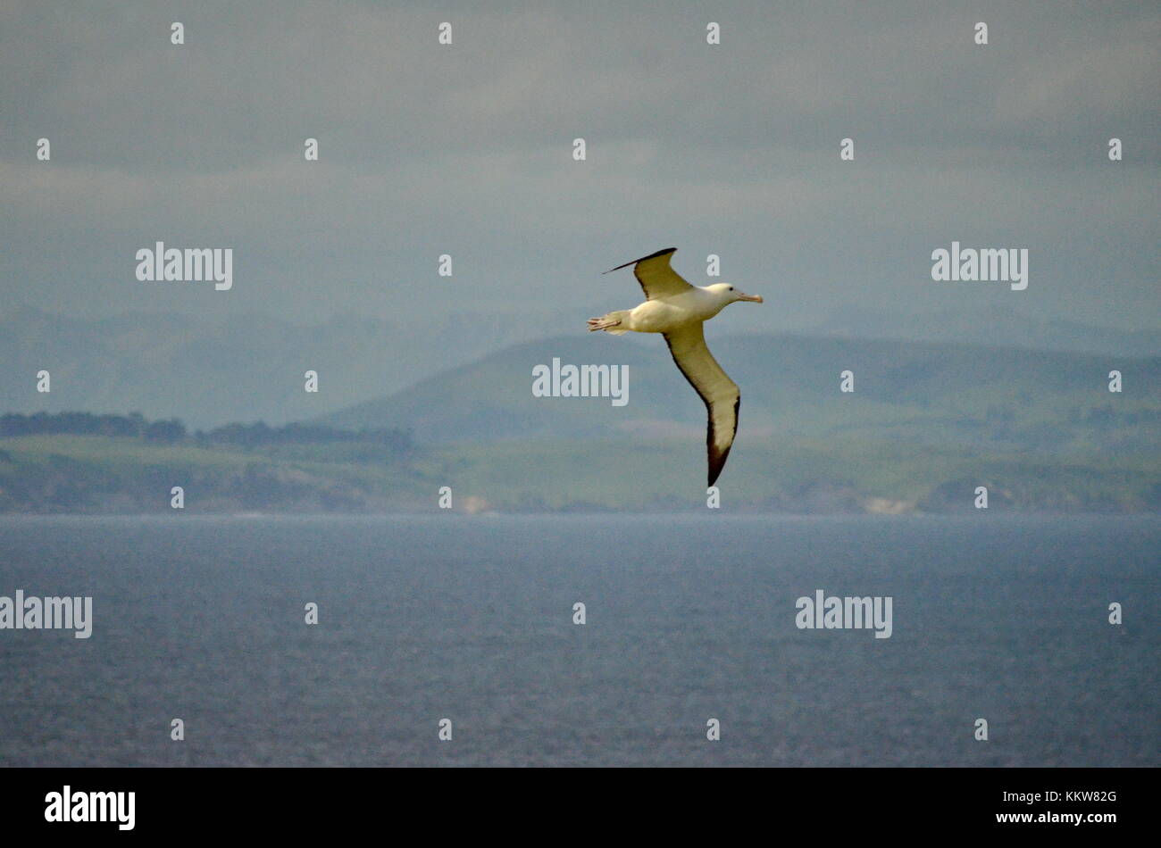 Royal Albatross in flight near Dunedin, South Island, New Zealand Stock ...