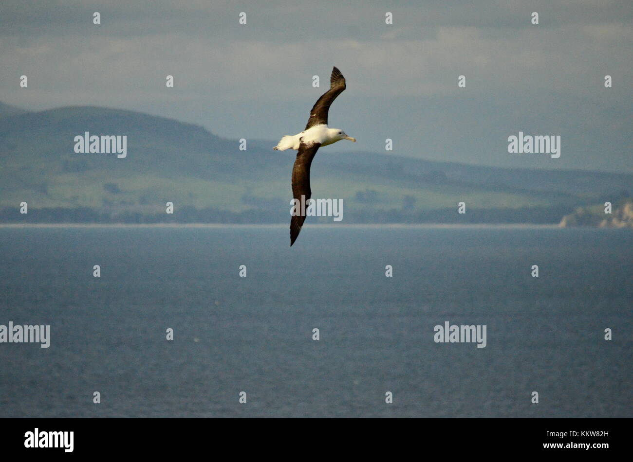 Royal Albatross in flight near Dunedin, South Island, New Zealand Stock ...
