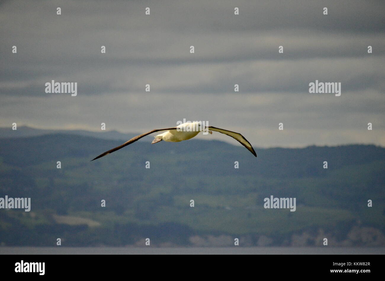 Royal Albatross in flight near Dunedin, South Island, New Zealand Stock ...