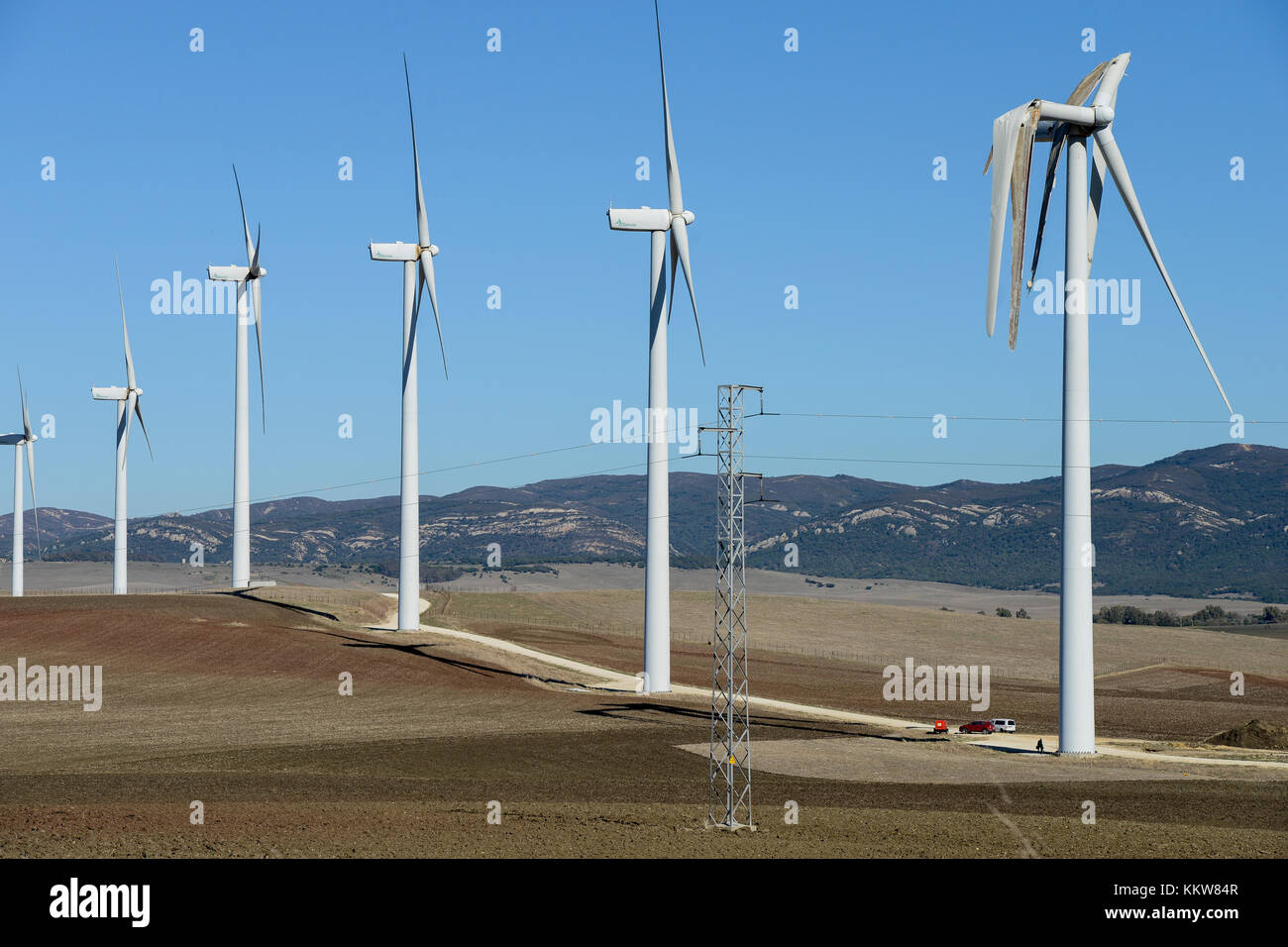 Spain, Andalusia, wind farm on cattle farm between Cadiz and Tarifa ...