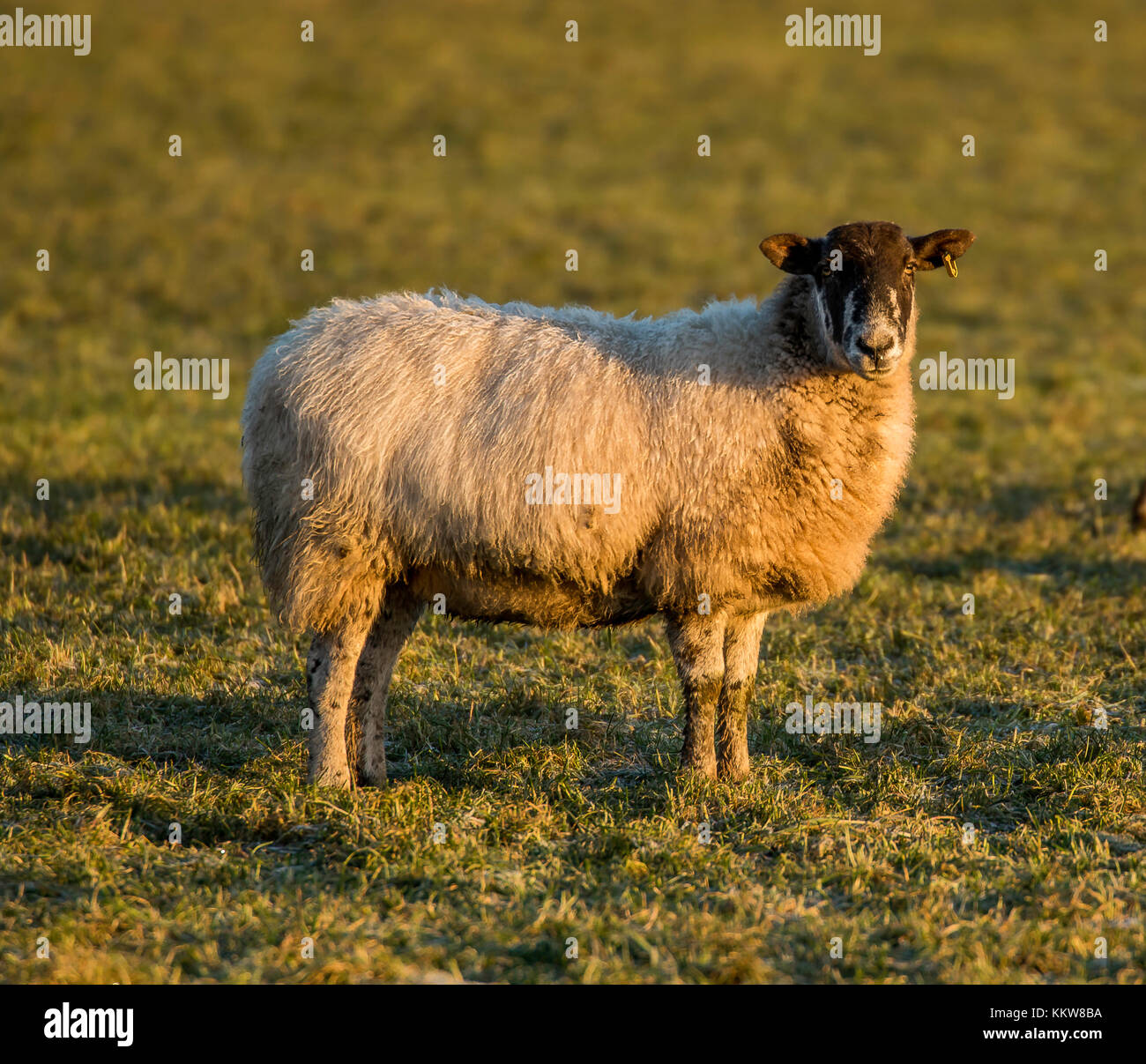Quadrupedal ruminant mammal hi-res stock photography and images - Alamy