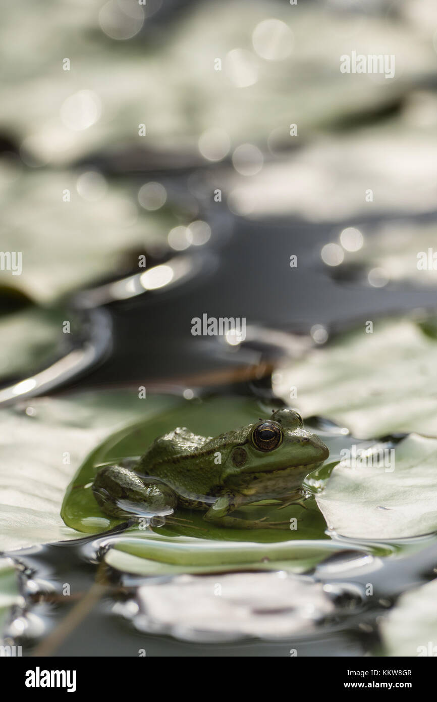 A green frog sitting in the pond full of water lilies Stock Photo - Alamy