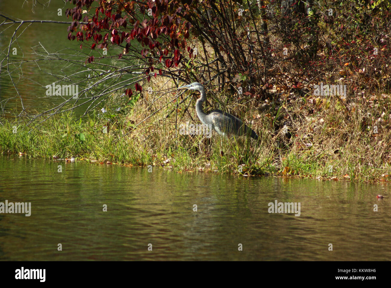 Virginia water in autumn hi-res stock photography and images - Alamy