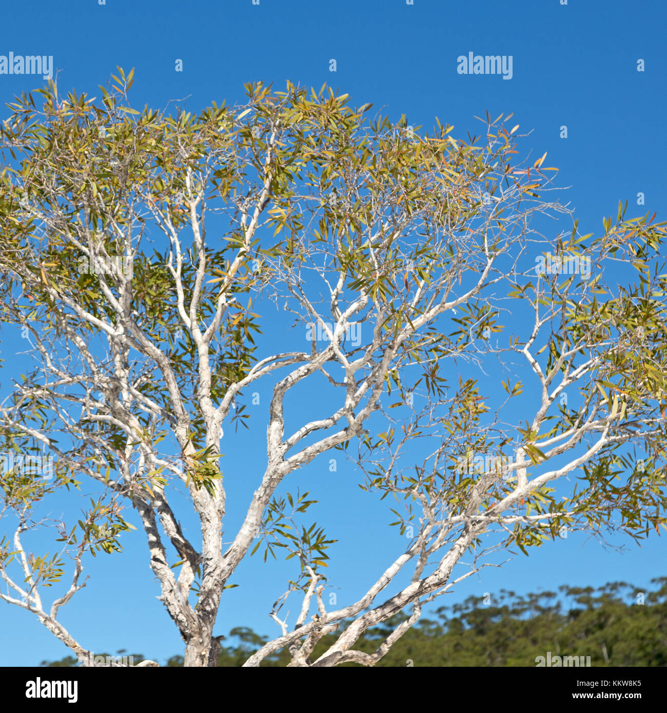 in australia outback the tree and leaf in the clear sky Stock Photo - Alamy