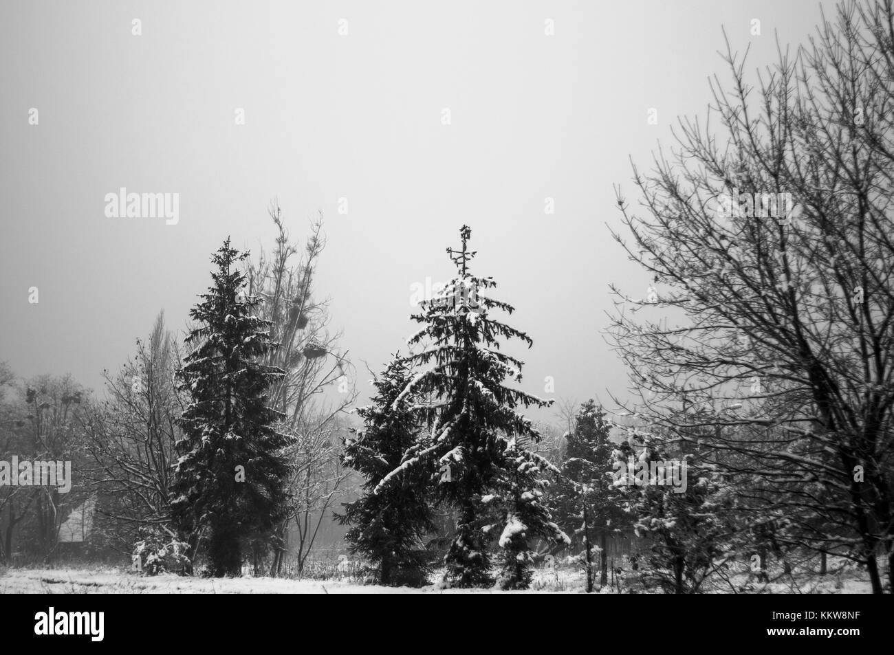 Moon in the winter time Stock Photo - Alamy