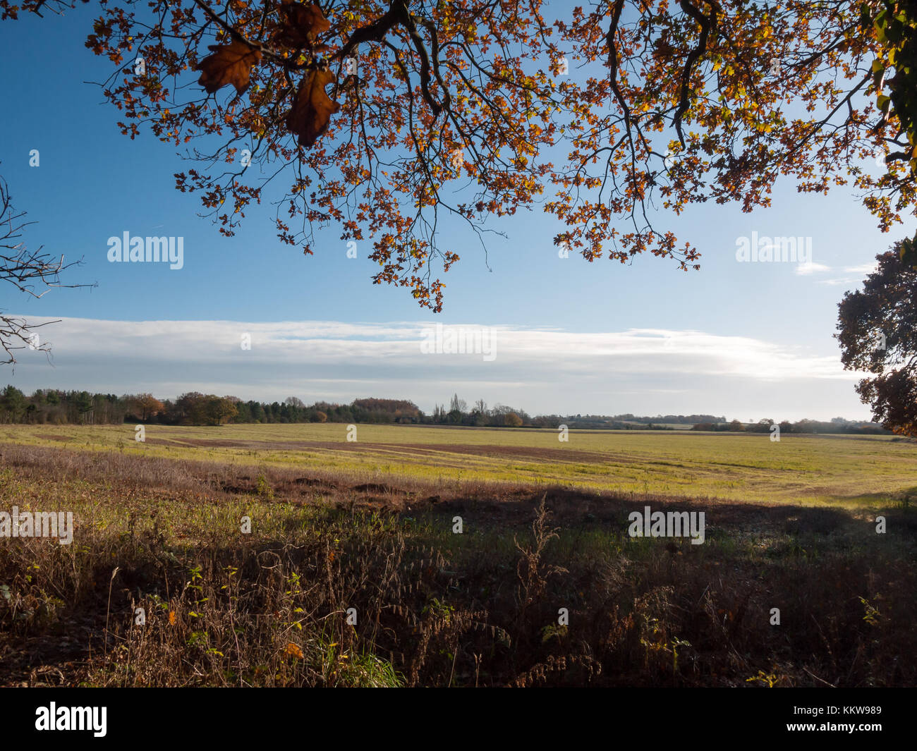 empty open grass land farm land scene plain agriculture; essex; england ...