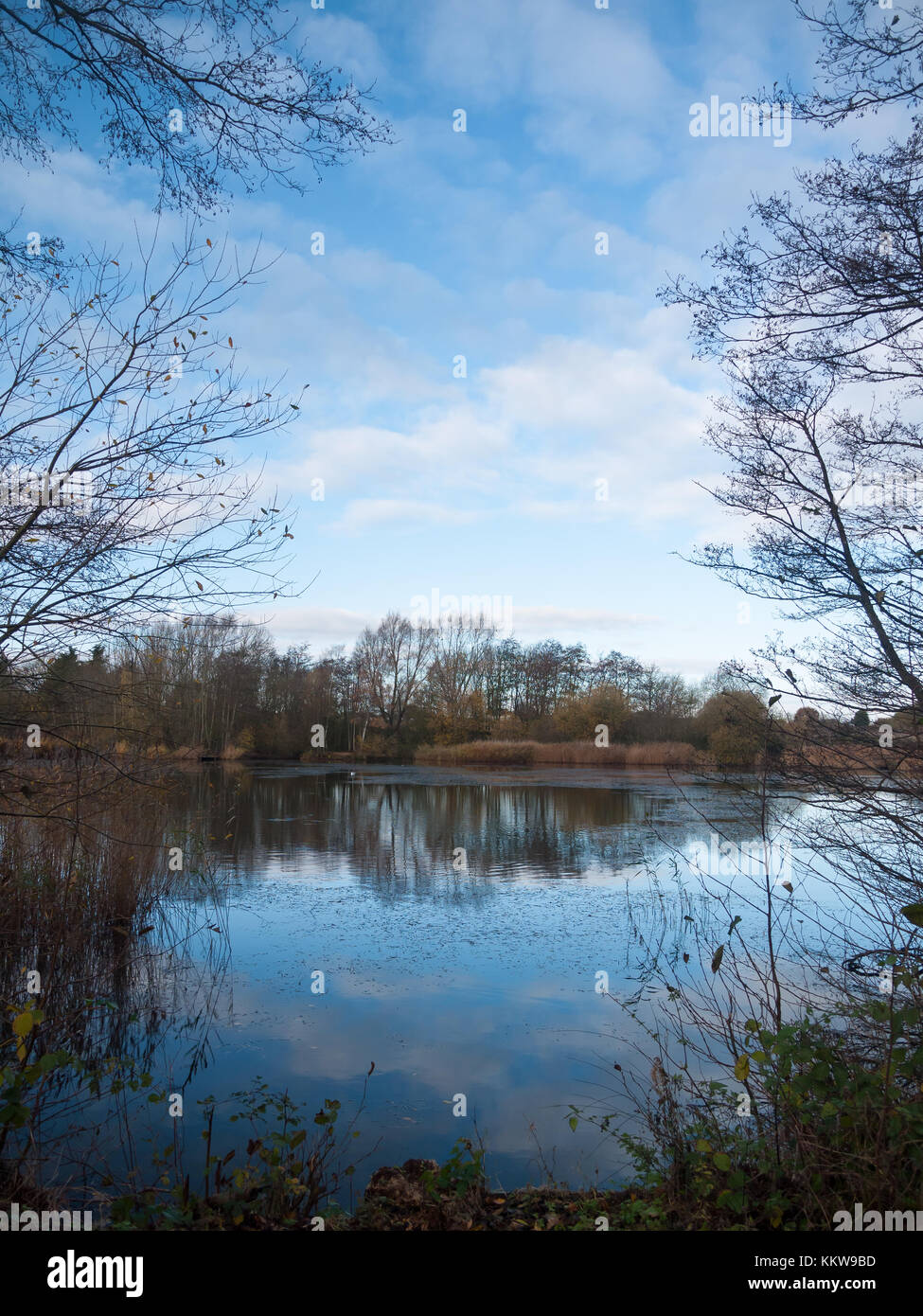 beautiful cold lake scene autumn branches water surface reflections ...