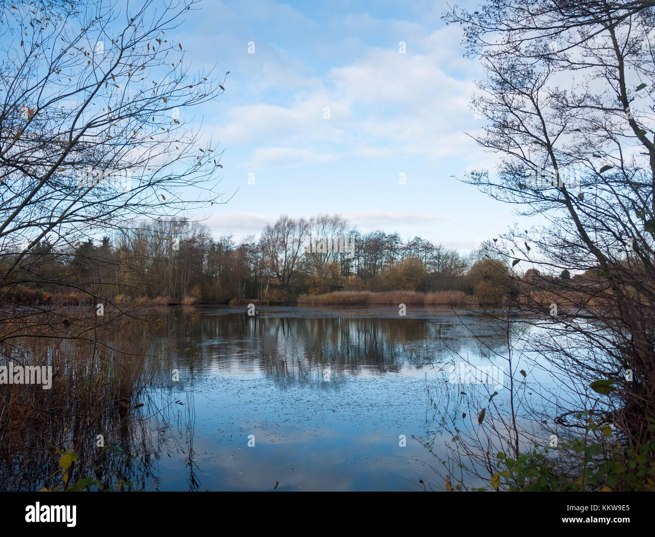 beautiful cold lake scene autumn branches water surface reflections ...