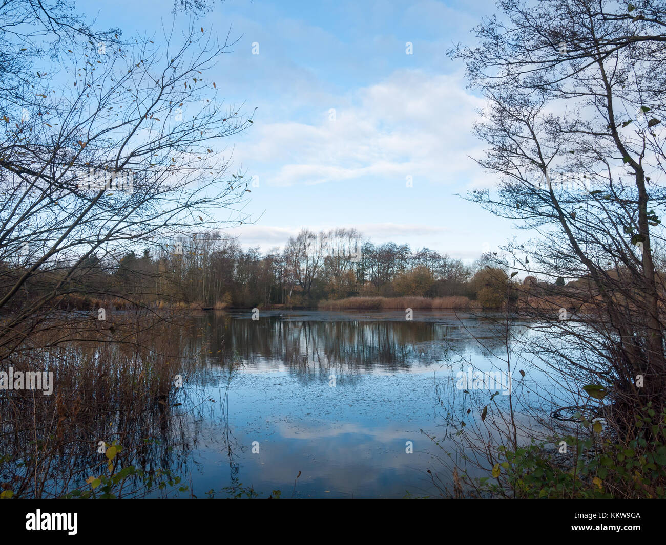 beautiful cold lake scene autumn branches water surface reflections ...