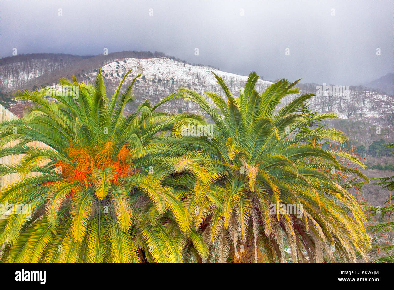 Colchis forest hi-res stock photography and images - Alamy