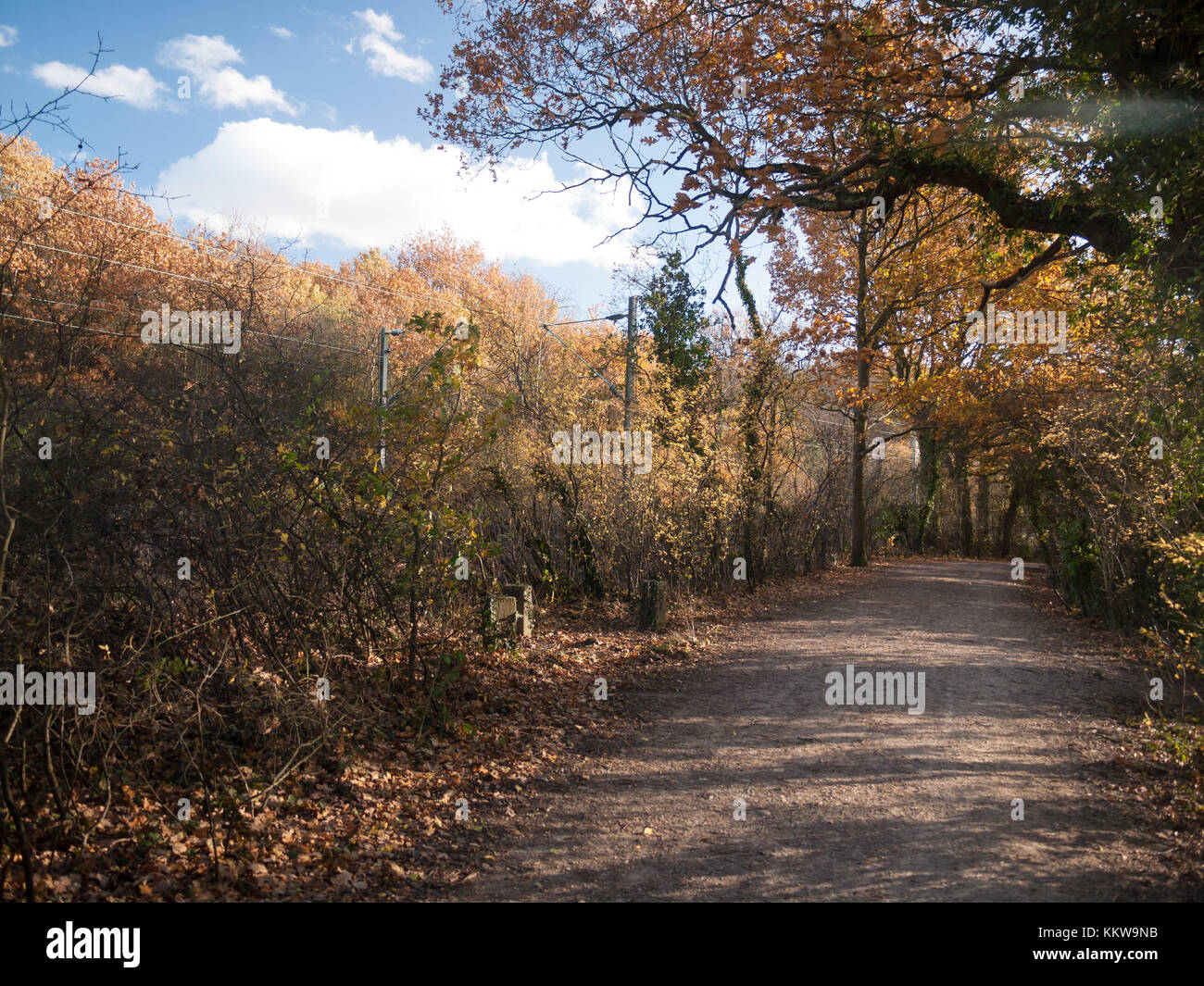 autumn trees path walkway through country forest no people; essex ...