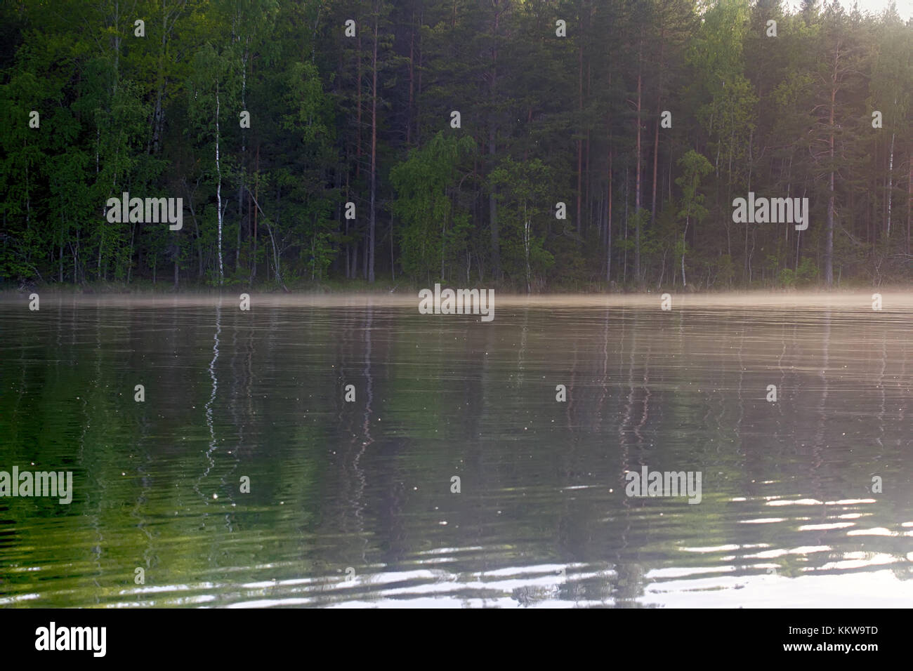 Forest lake. Fog rises over water in summer morning Stock Photo - Alamy