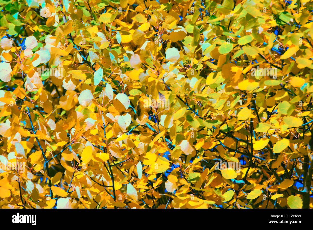 Autumn yellow foliage. Aspen leaves like gold coins. The contrast of ...