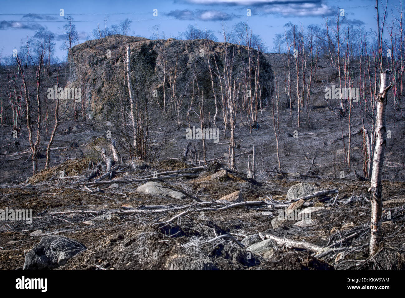 forest-tundra turned into desert after contamination of soil and air by ...