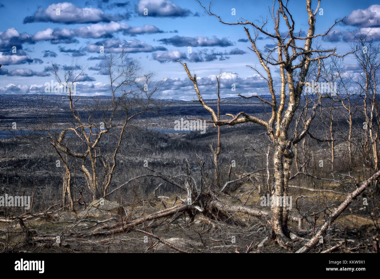 forest-tundra turned into desert after contamination of soil and air by ...
