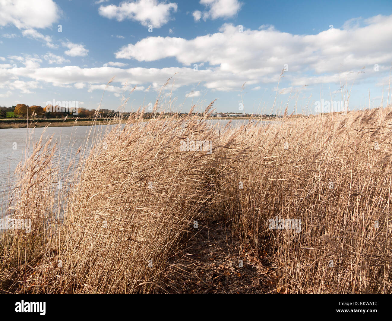 golden flowing stunning reeds landscape country open plain; essex ...