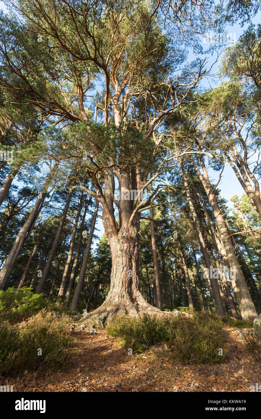 Caledonian Scots Pine at Abernethy in the Cairngorms National Park of ...