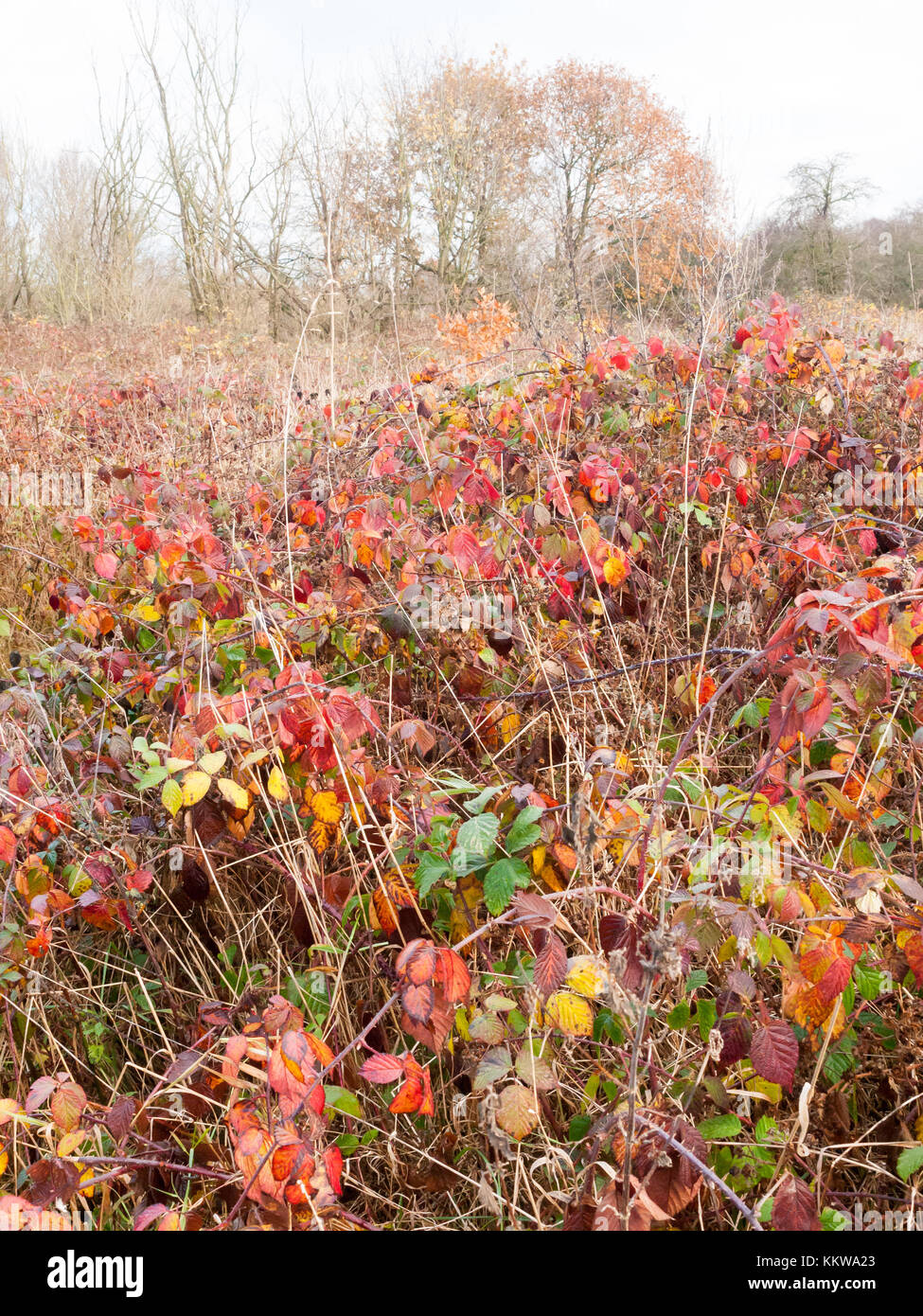 red dead autumn leaves shrubland meadow country nature; essex; england ...