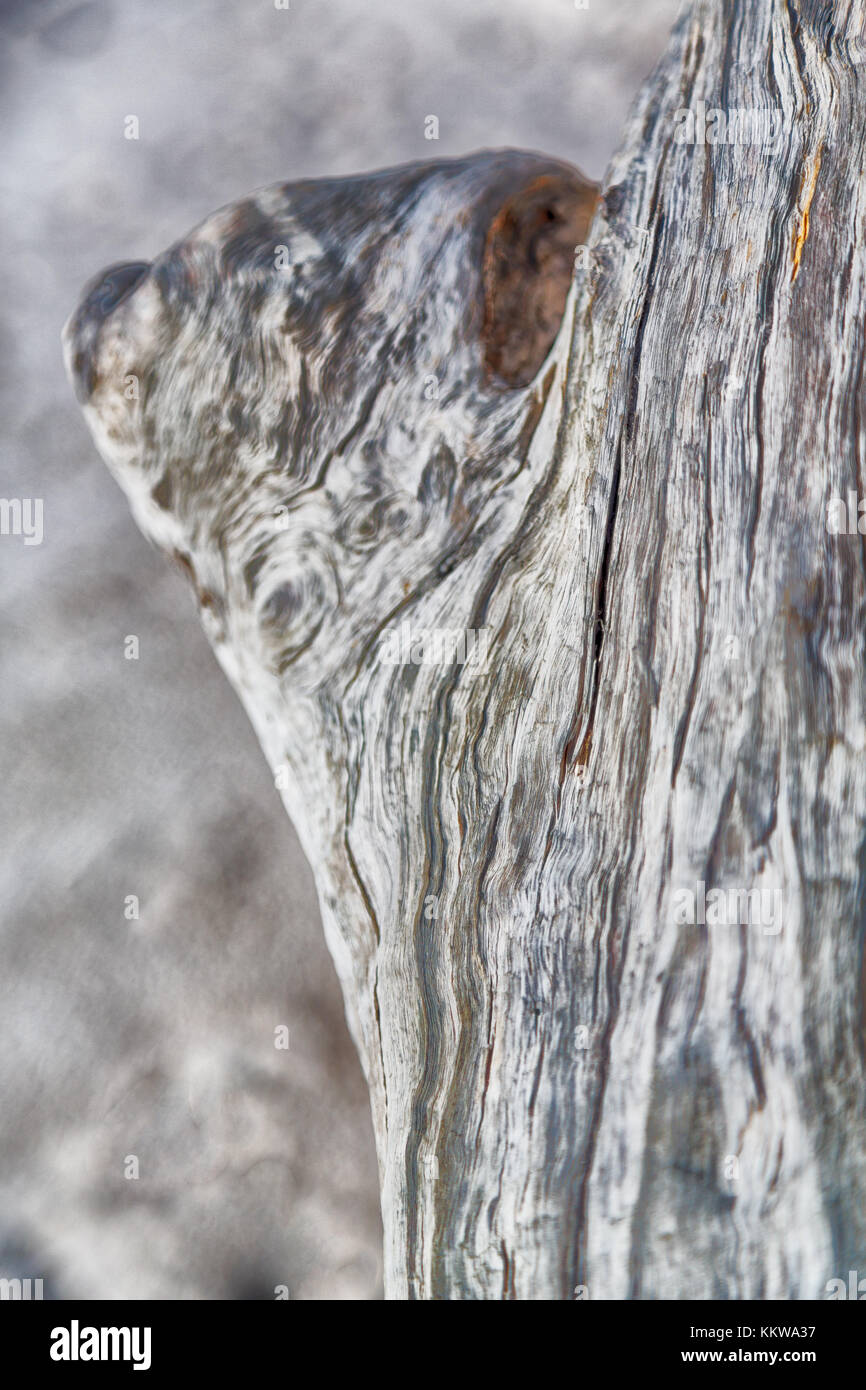 abstract texture of a surface tree like background grain Stock Photo ...