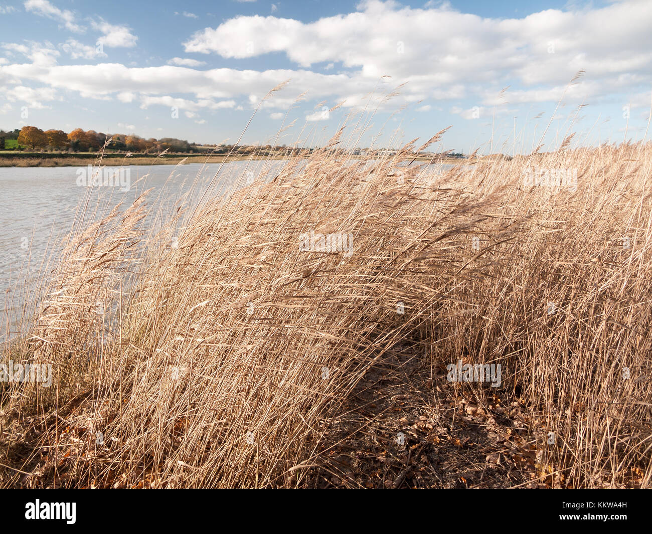 golden flowing stunning reeds landscape country open plain; essex ...