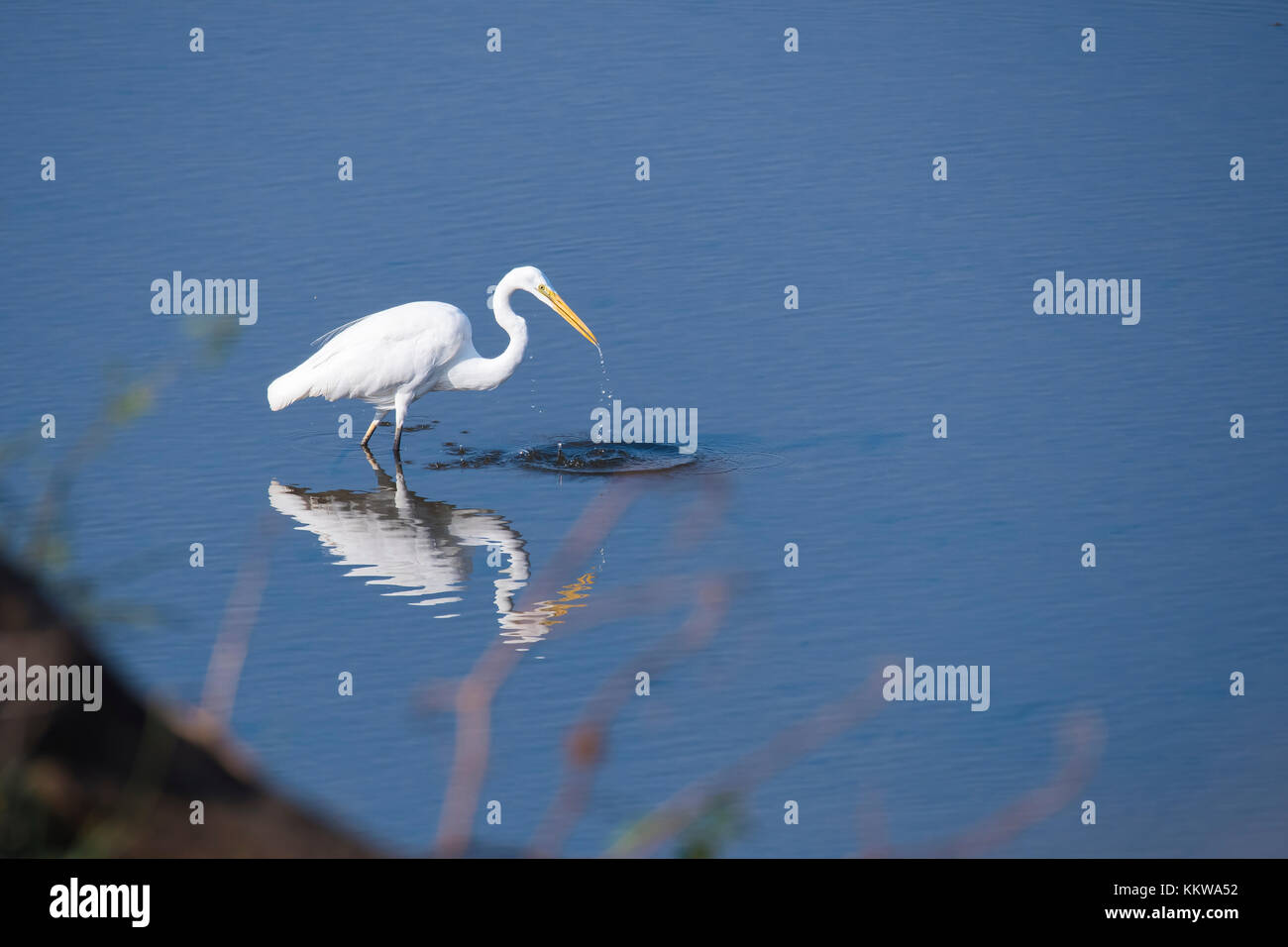 Great egret fishing in the pench river inside pench national park ...