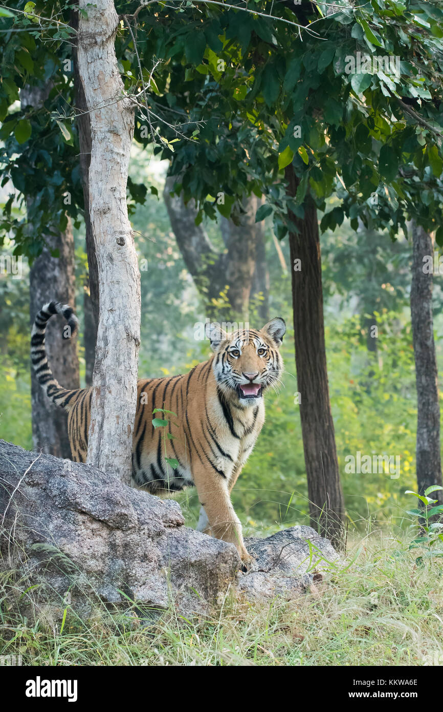 Tiger cub standing on a rocky edge inside pench national park during ...