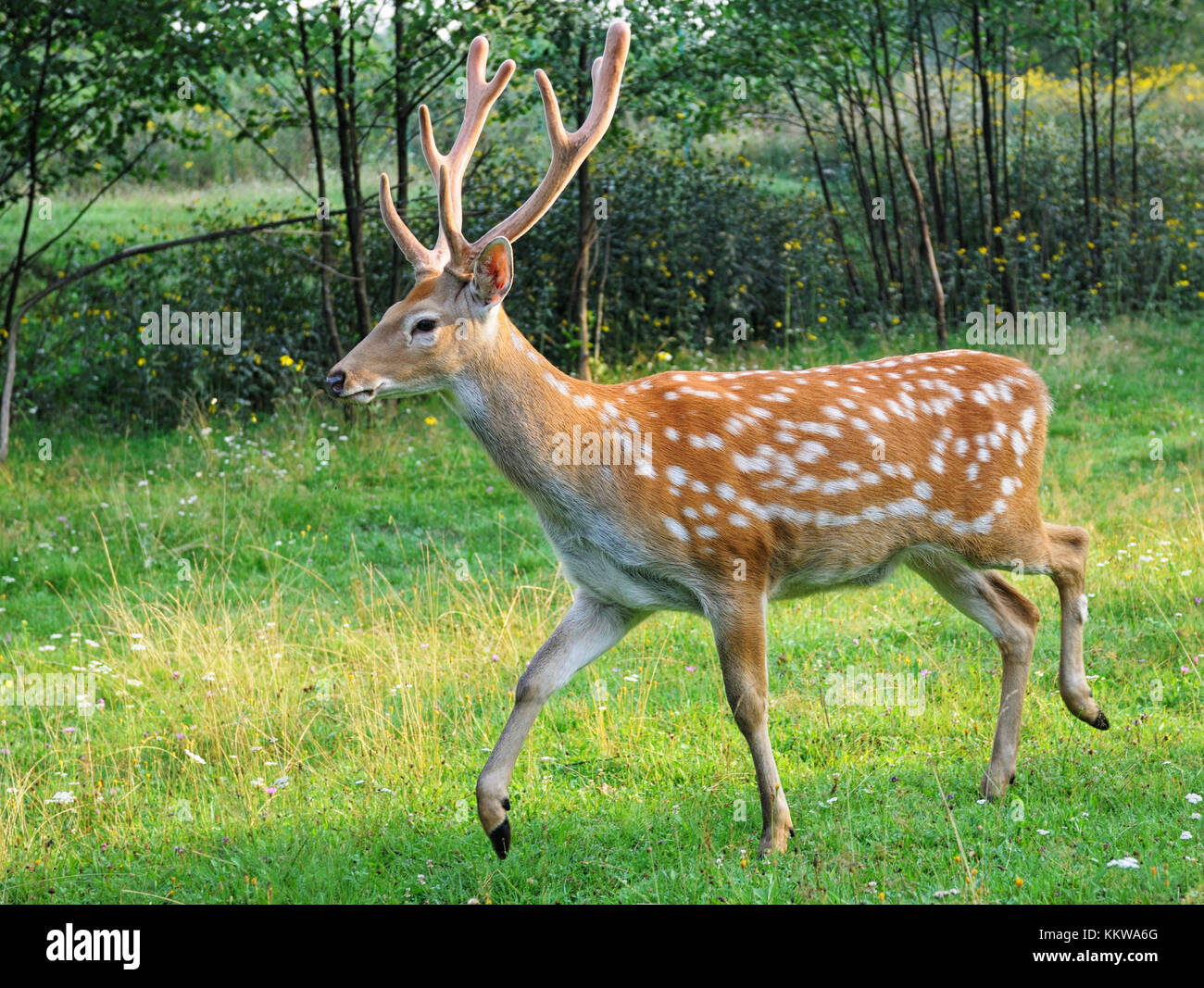 Standing Whitetail Deer