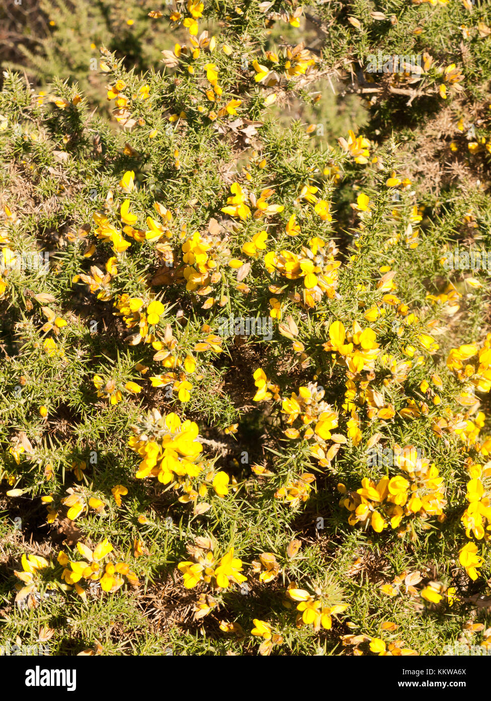 beautiful yellow gorse flowering plant spiky autumn tree background ...