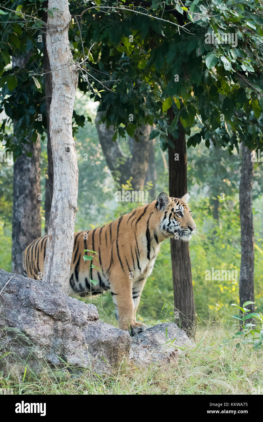 Tiger cub standing on a rocky edge inside pench national park during ...