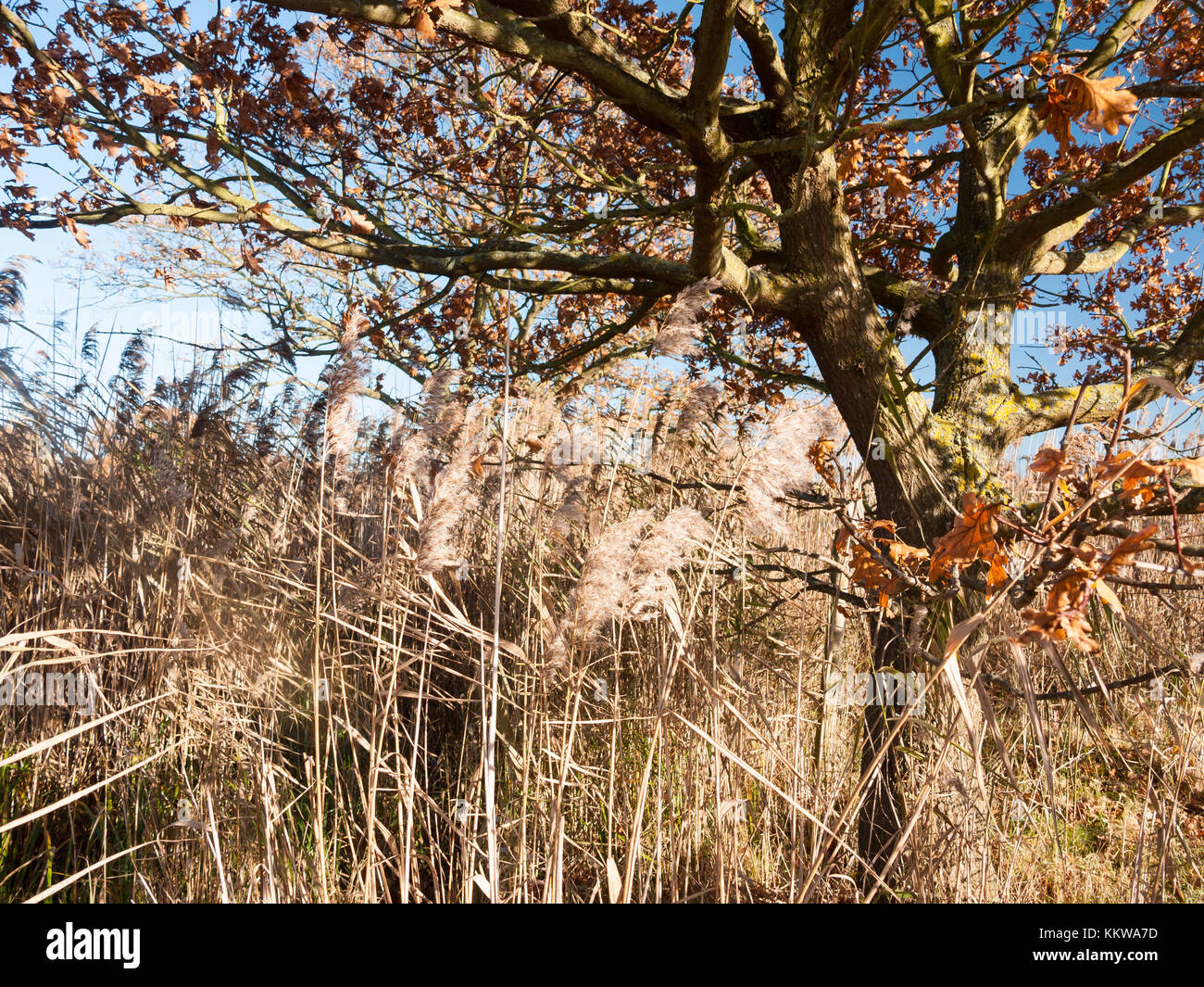 reeds close up golden light autumn background grass nature; essex ...
