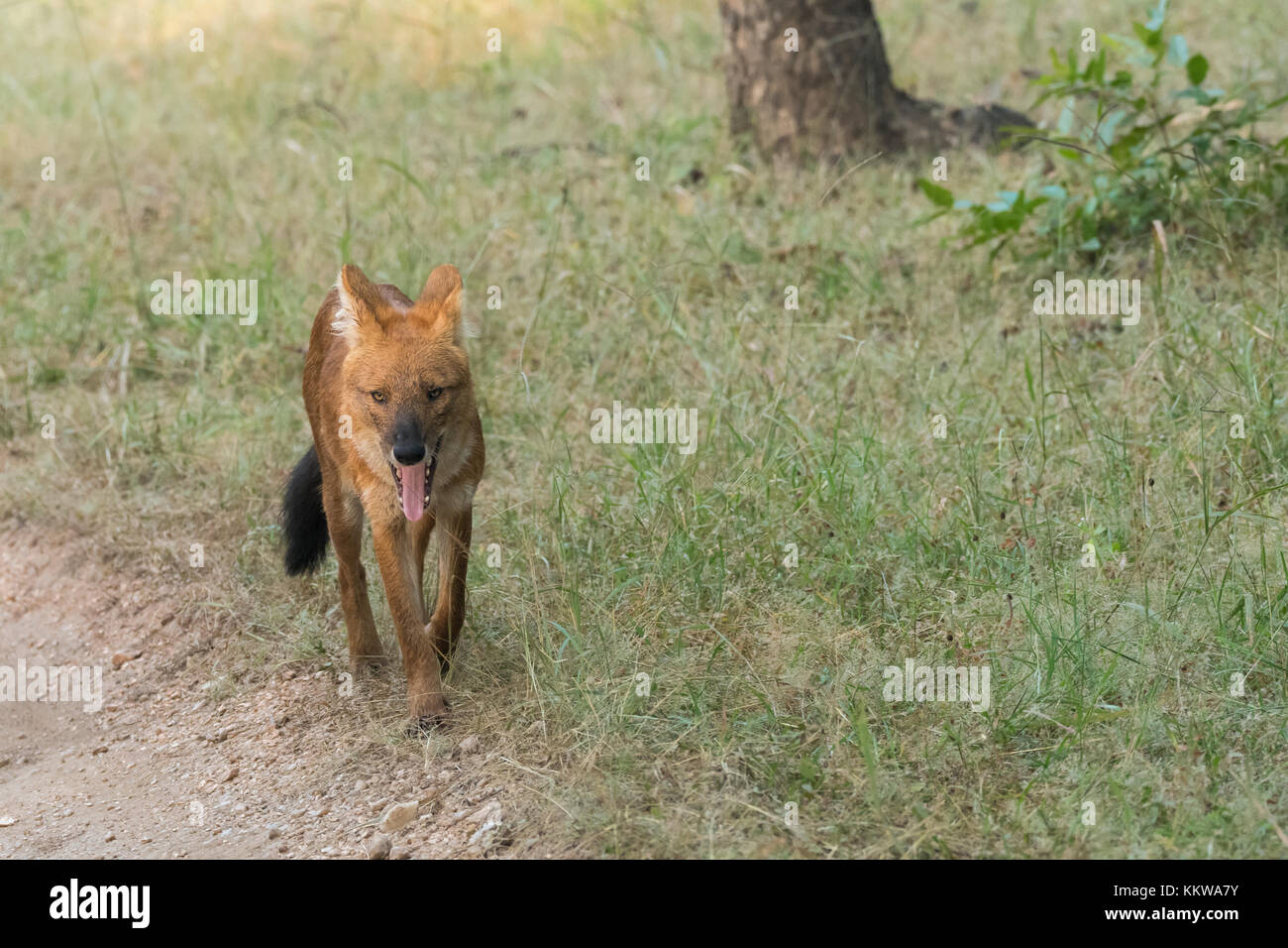 Indian Wild dog aka Indian dhole sitting in pench national park during ...