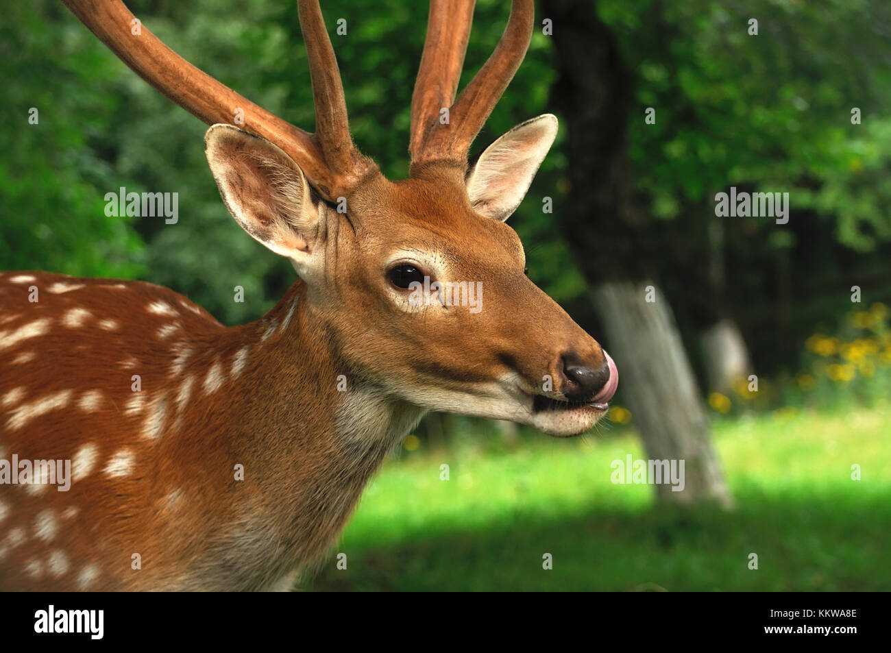 Deer on a background of wild nature Stock Photo - Alamy
