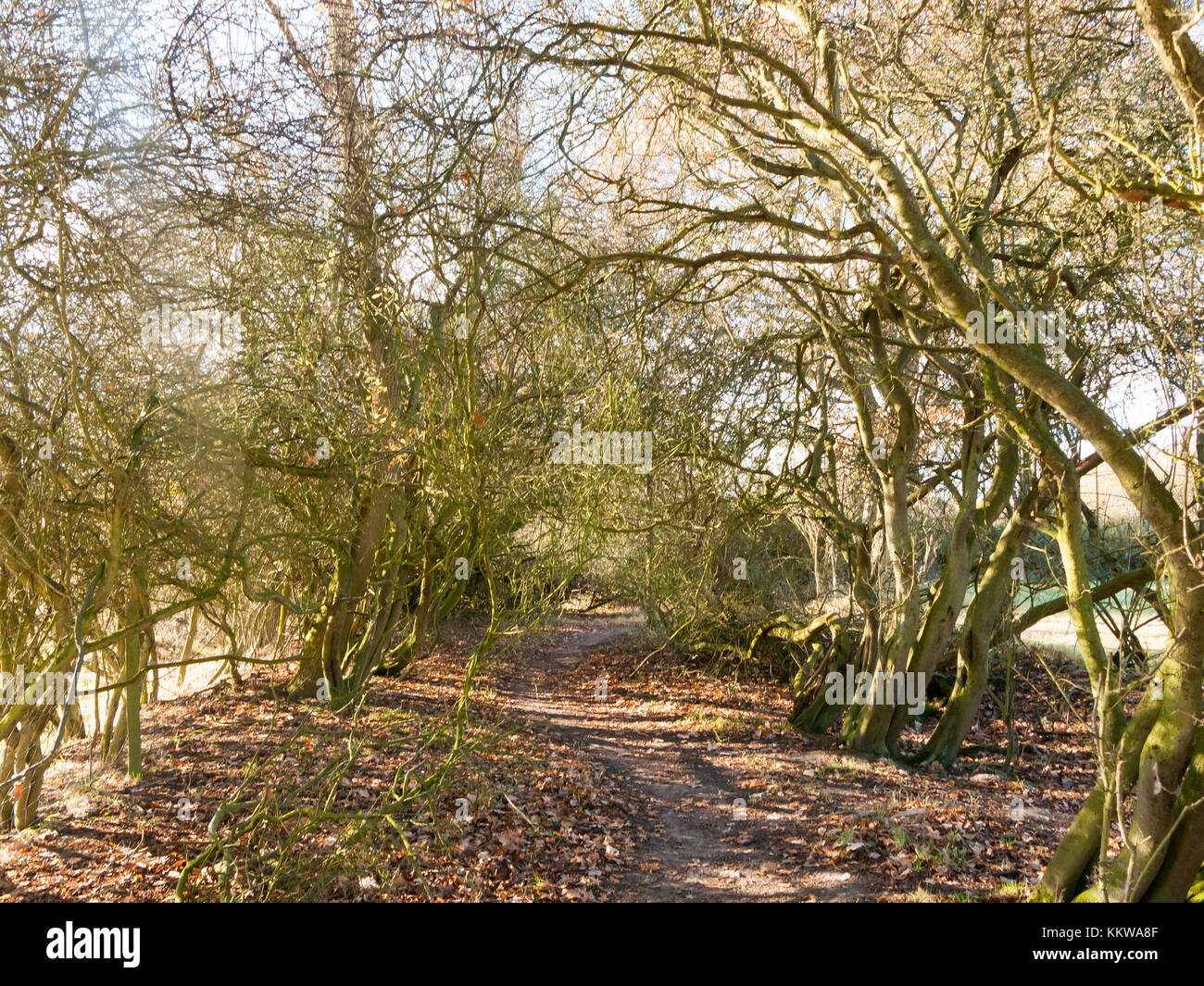autumn bare branch trees path walkway countryside; essex; england; uk ...